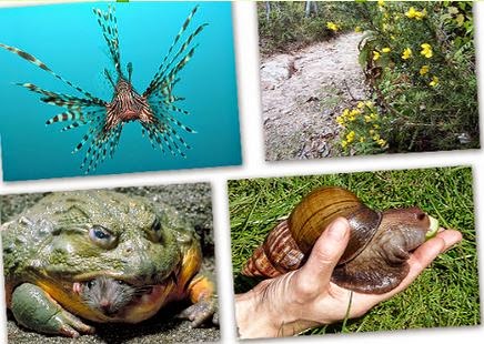 Especies Invasoras En Colombia : Que es una Especie Invasoras