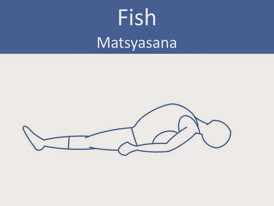 rasa yoga cafe...: Matsyasana Anatomy!