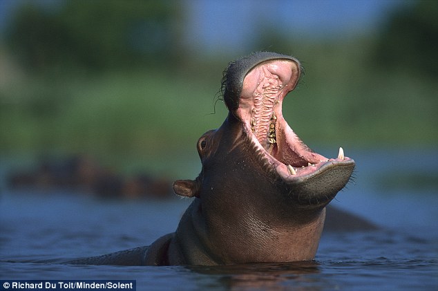 The animal zone: Happy happy hippo: This acrobatic fellow proves the ...
