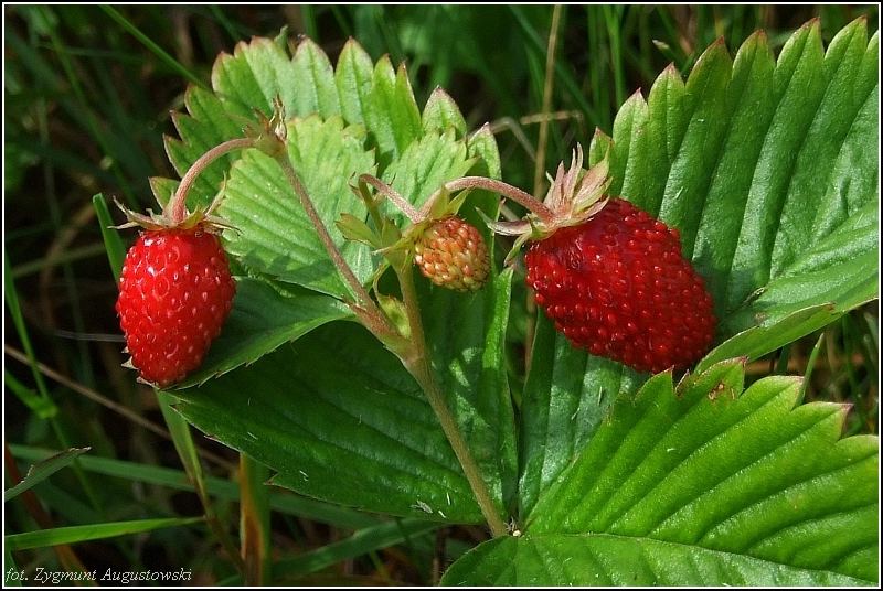 Gotuj z Baltazarem: Runo leśne - poziomki