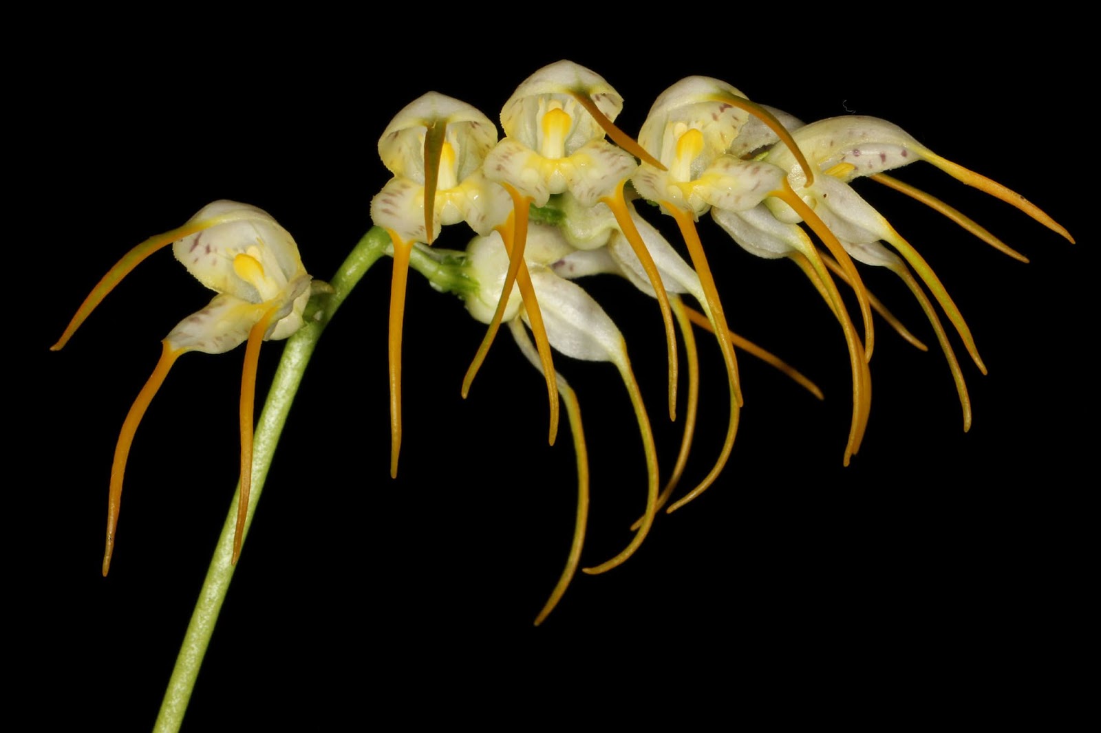 Masdevallia lehmannii care and culture | Travaldo's blog