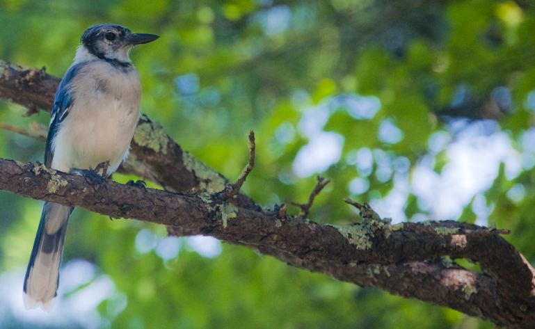 Teratology: Native Birds of Cape Cod