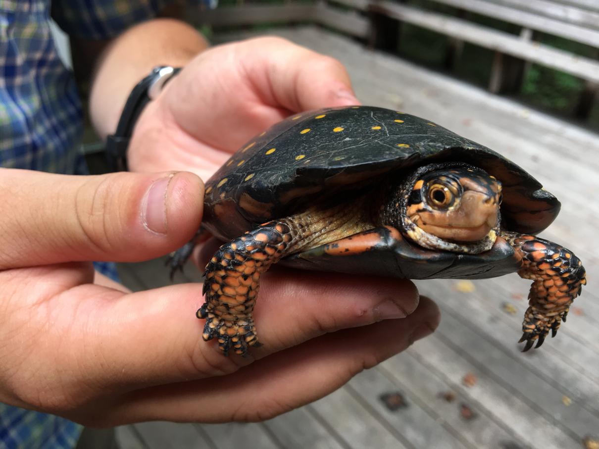 Audubon South Carolina