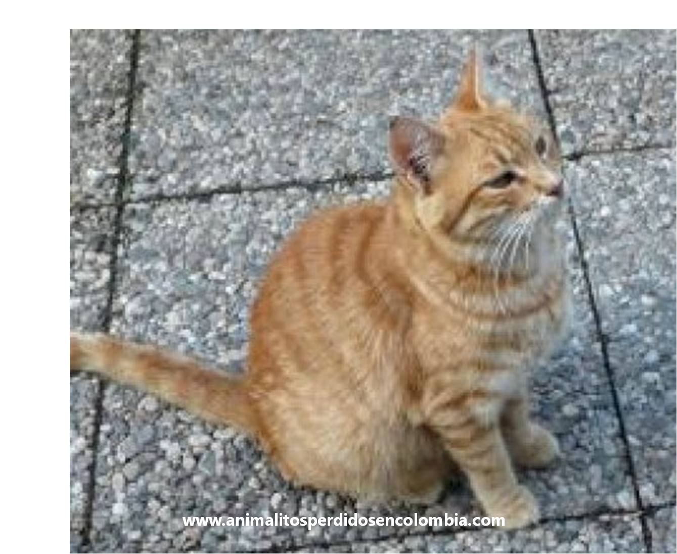 Animalitos Perdidos en Colombia: VISTO ENCONTRADO CALI- GATO CRIOLLO ...