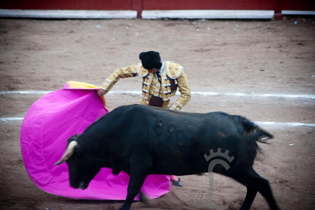 Toro, Torero y Afición: Sobre el toro de América
