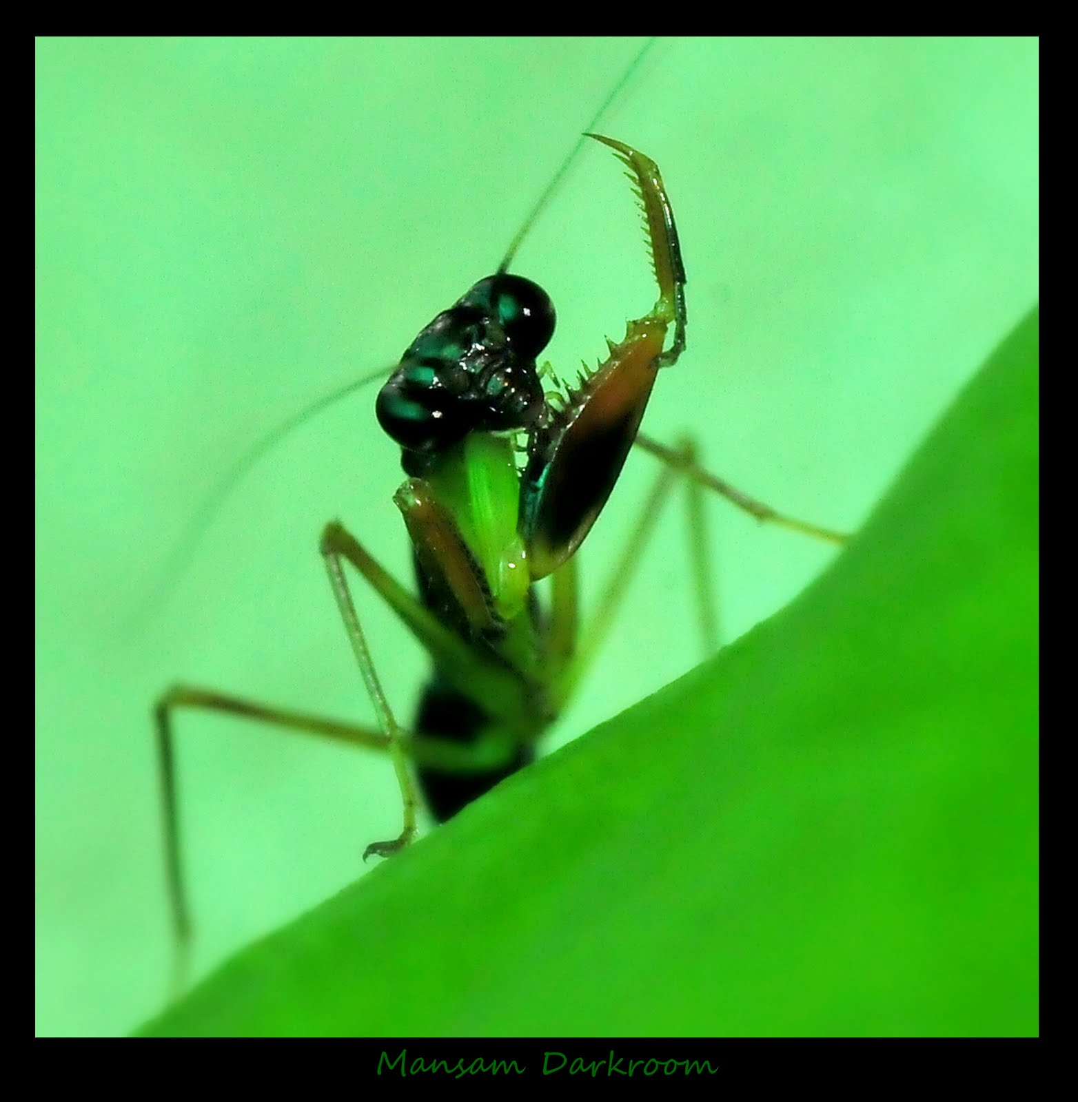 MANSAM DARKROOM: Black Mantis