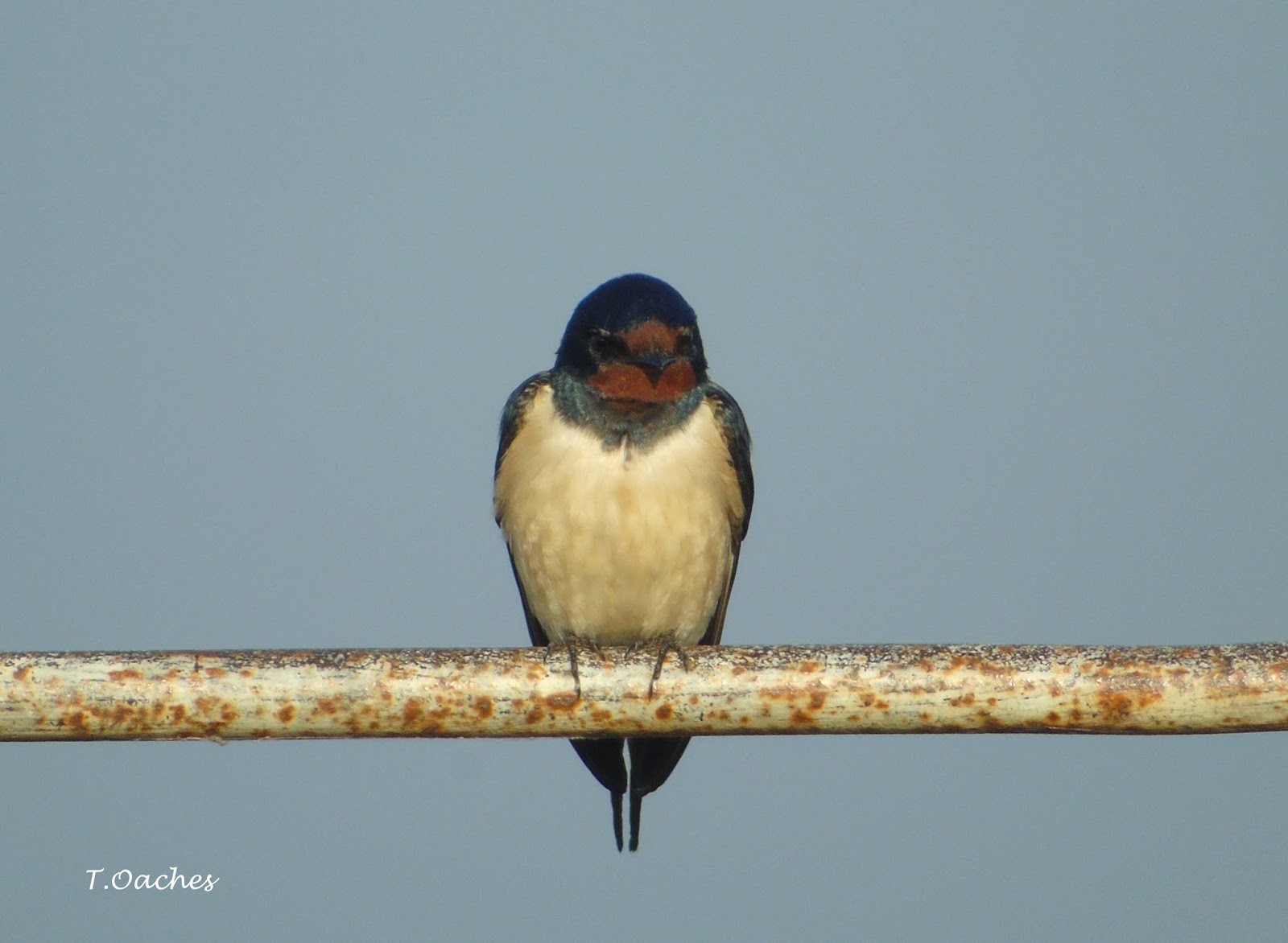 PASARI DIN ROMANIA: RANDUNICA, Hirundo rustica