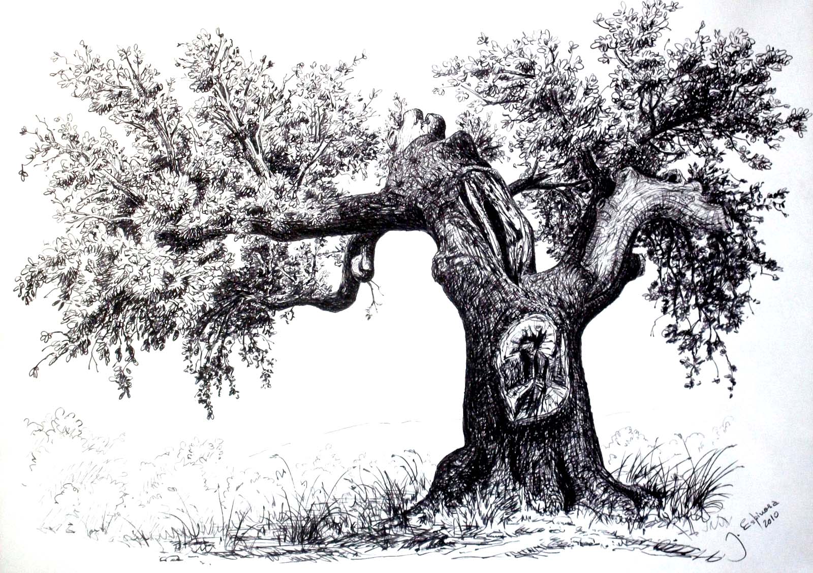 Javier Espinosa Porfolio: 2010. Encina. Chêne vert. Holm oak.