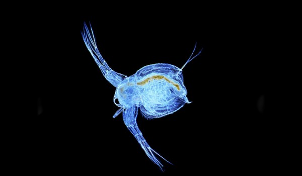 Imagenes asombrosas del mundo microscopico