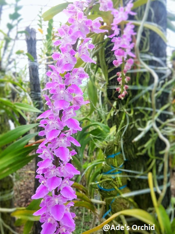 Ade's Orchid: Aerides rosea