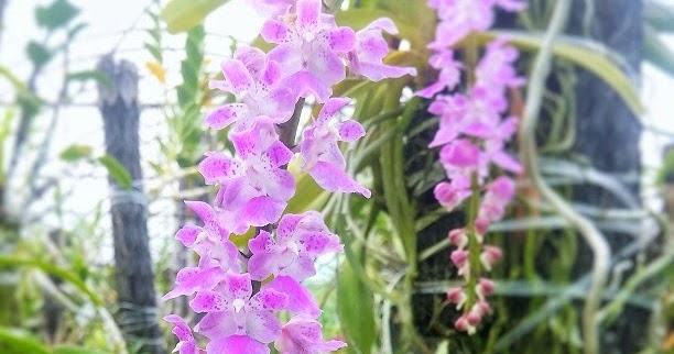 Ade's Orchid: Aerides rosea