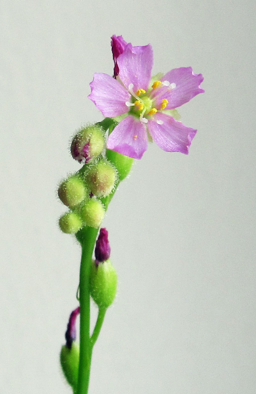 Drosera filiformis flower | Naturally