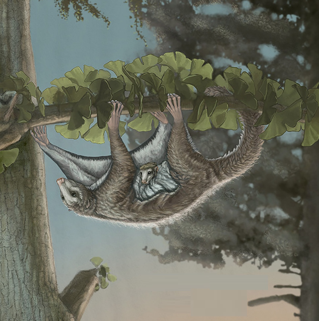 Species New to Science: [PaleoMammalogy • 2017] Maiopatagium ...