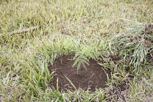 Evergreen Resources Tree Farm: Easy Steps In Planting Falcata Tree