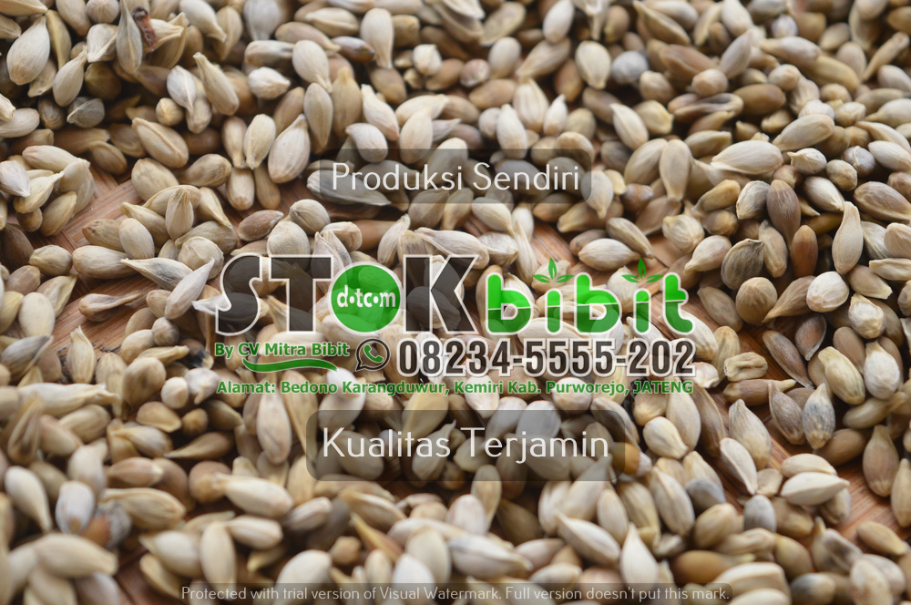 Bisbul buah bisbull - bibit mangga agrimania