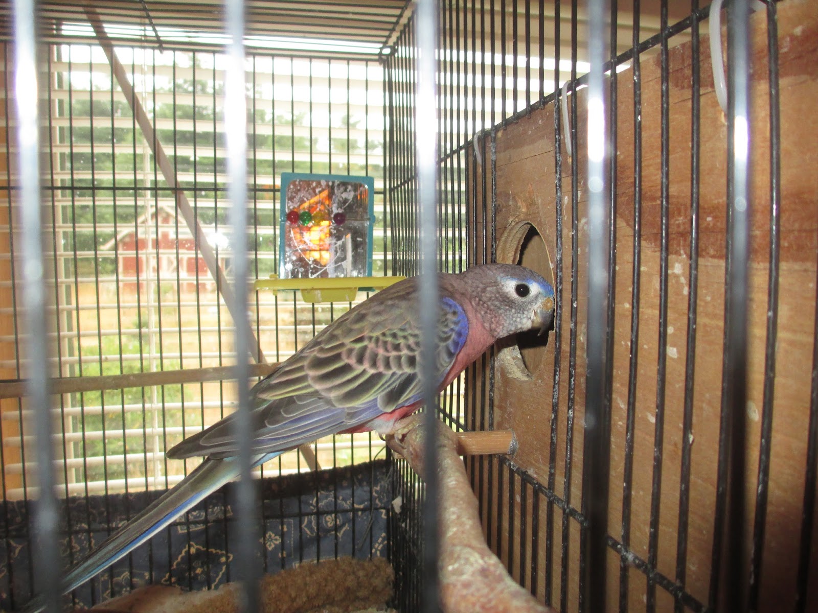 The Splendid Bourke Bird Blog: Bourke Parakeet, Red-Eyed Opaline Fallow ...