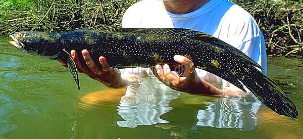 Mahamaya Hiko: Jenis jenis snakehead fish (Channidae family)