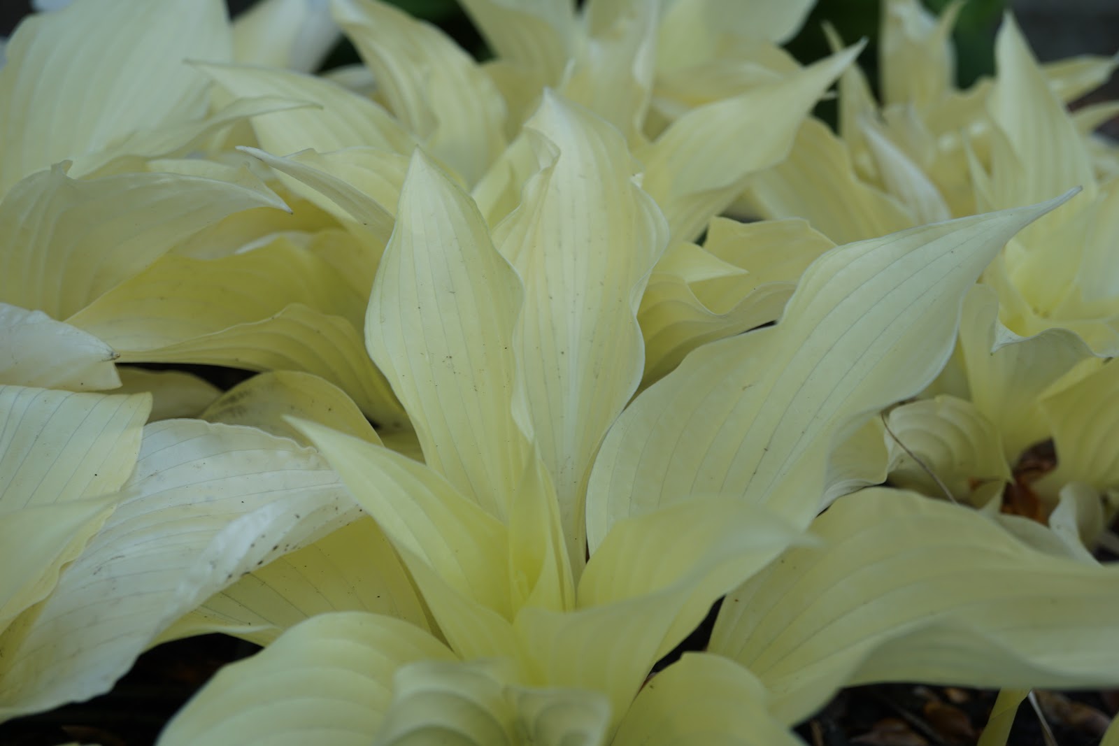 Stauder i Stovby: Vortemælk i blomst