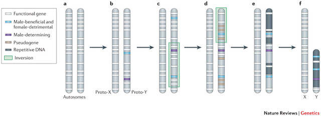 Origin of the Universe, Life and Consciousness: Y-chromosome evolution ...