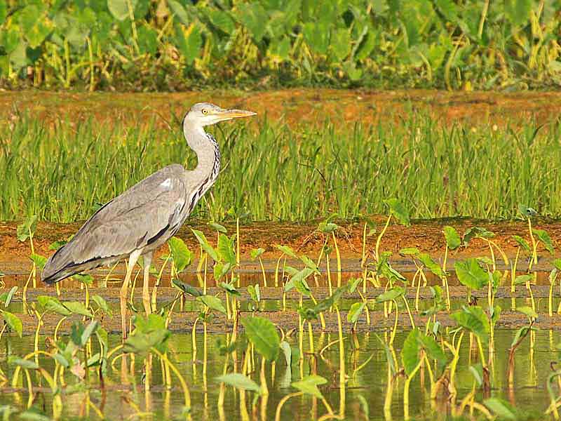 Ryukyu Life: Bird Image: Grey Heron in Taro Fields