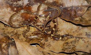 Ular Asli Indonesia: Colubridae