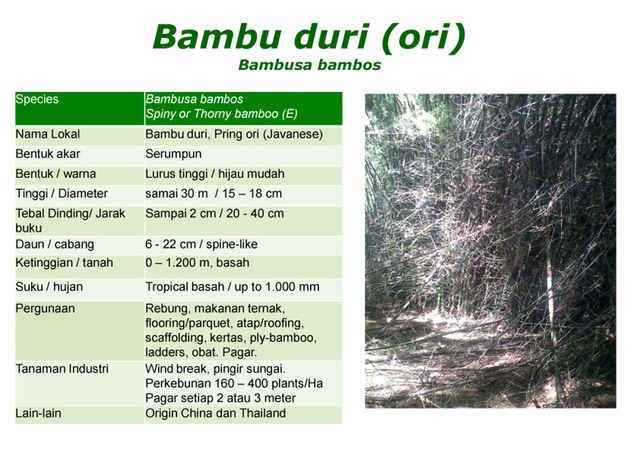 Jenis dan ciri tumbuhan Bambu serta Manfaatnya - Jenisajatitik
