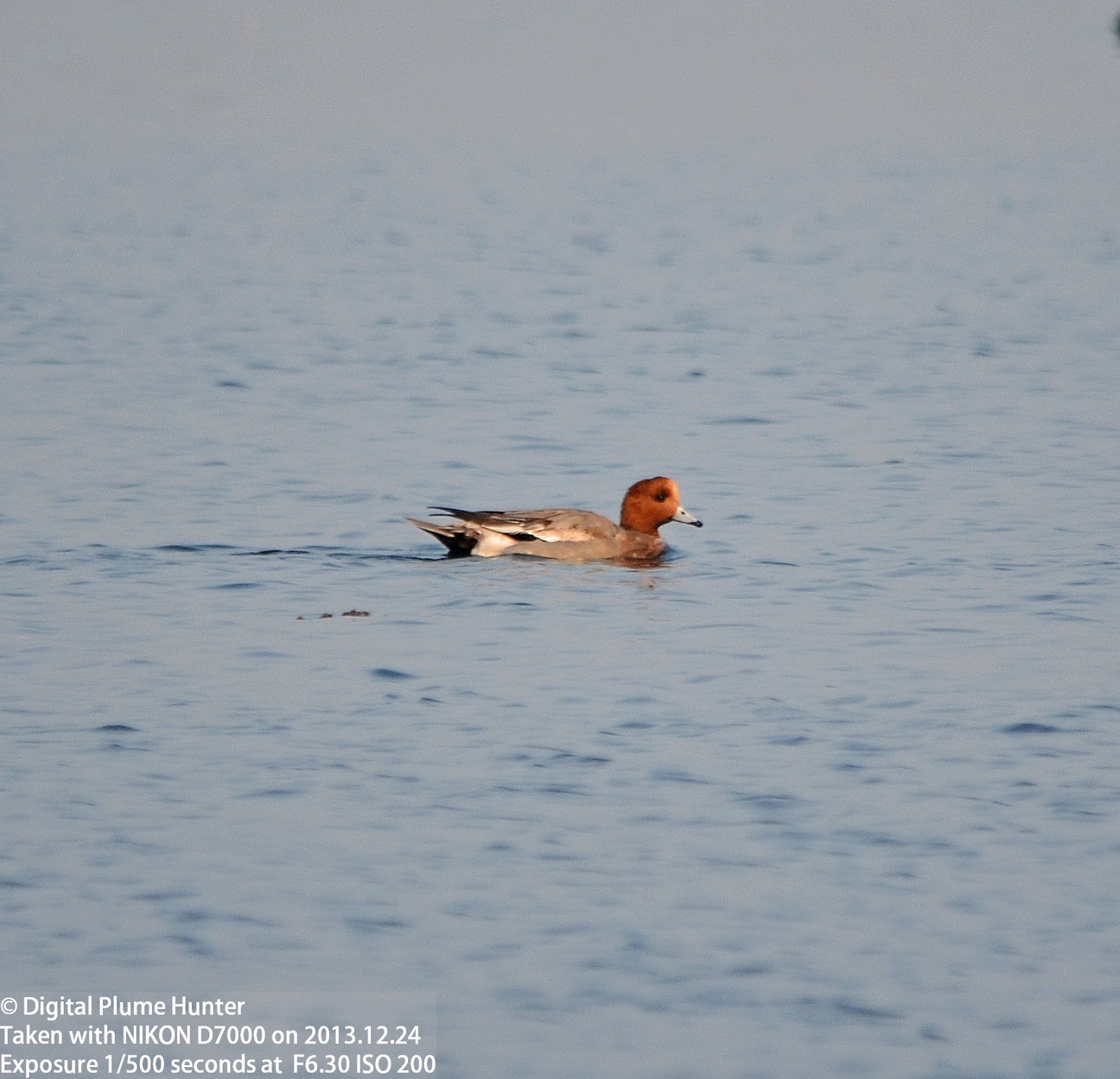 Hunting Digital Plumes in the US and Beyond: Birding the Extraordinary ...