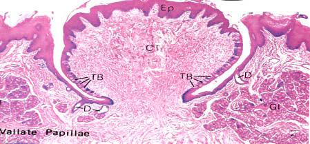 Healthy Ranula: Anatomy and Physiology of the Salivary Glands and ...