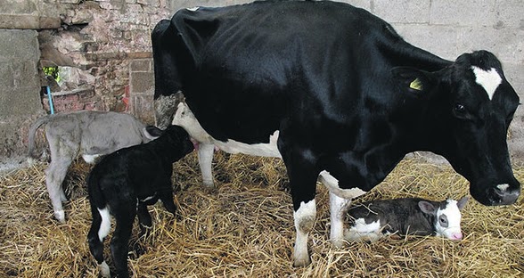 Macam-Macam Penyebab Abortus Atau Keluron Pada Ternak Sapi | Gemar ...