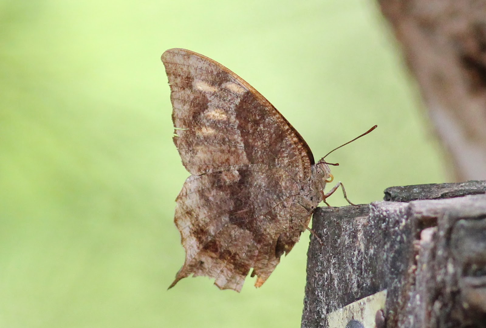 Rio Grande Valley Butterflies: Ornythion Swallowtail, Pale-spotted ...