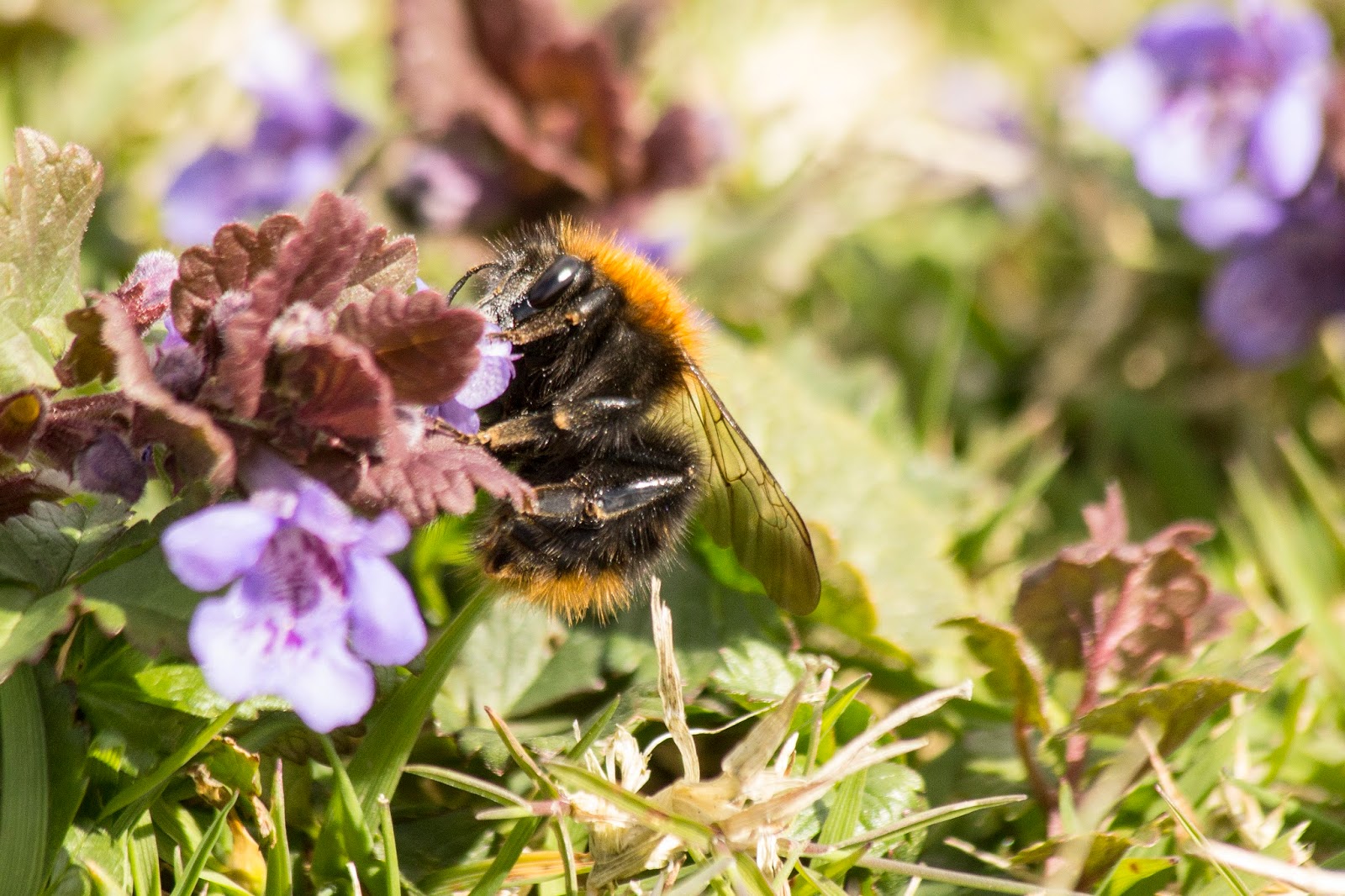 CDN NATUUR FOTOGRAFIE: KLEINE BEESTJES
