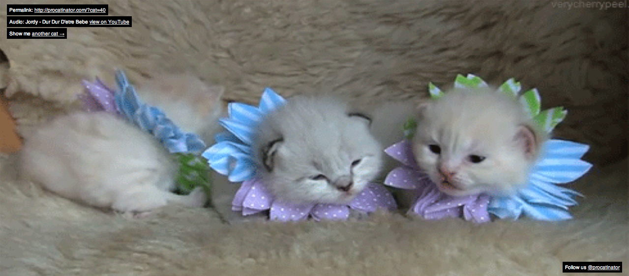 Catsparella: Procrastinate Your Way to the End of the Internet with ...