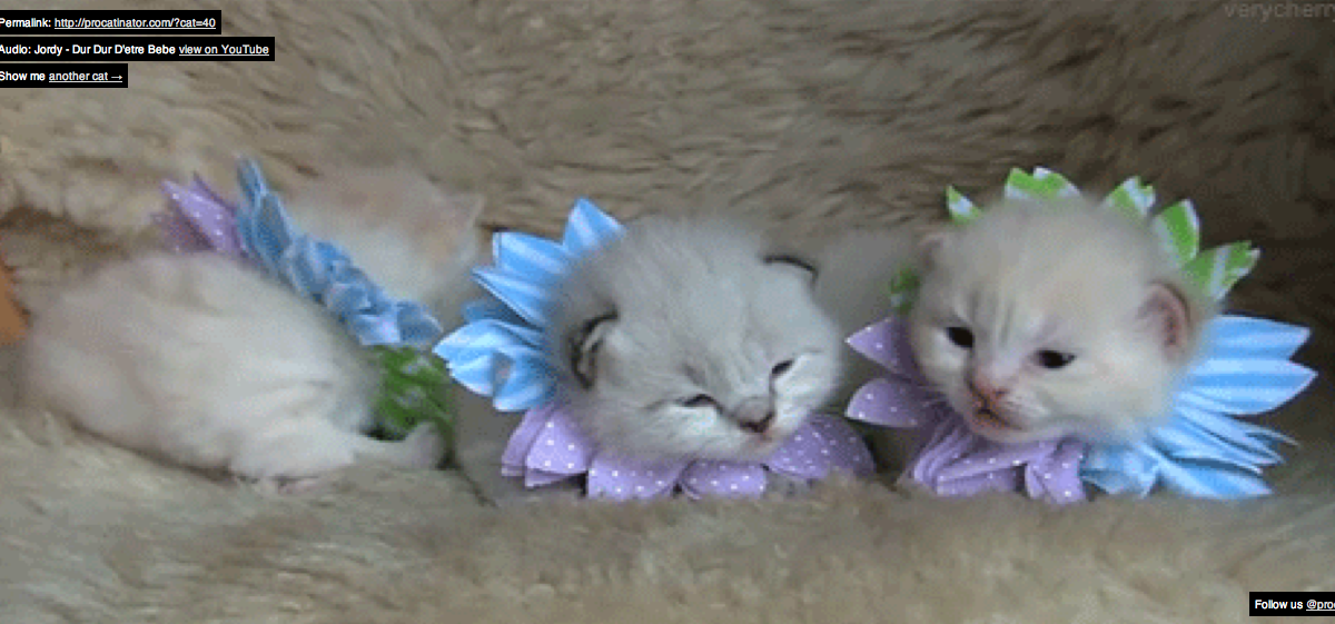 Catsparella: Procrastinate Your Way to the End of the Internet with ...