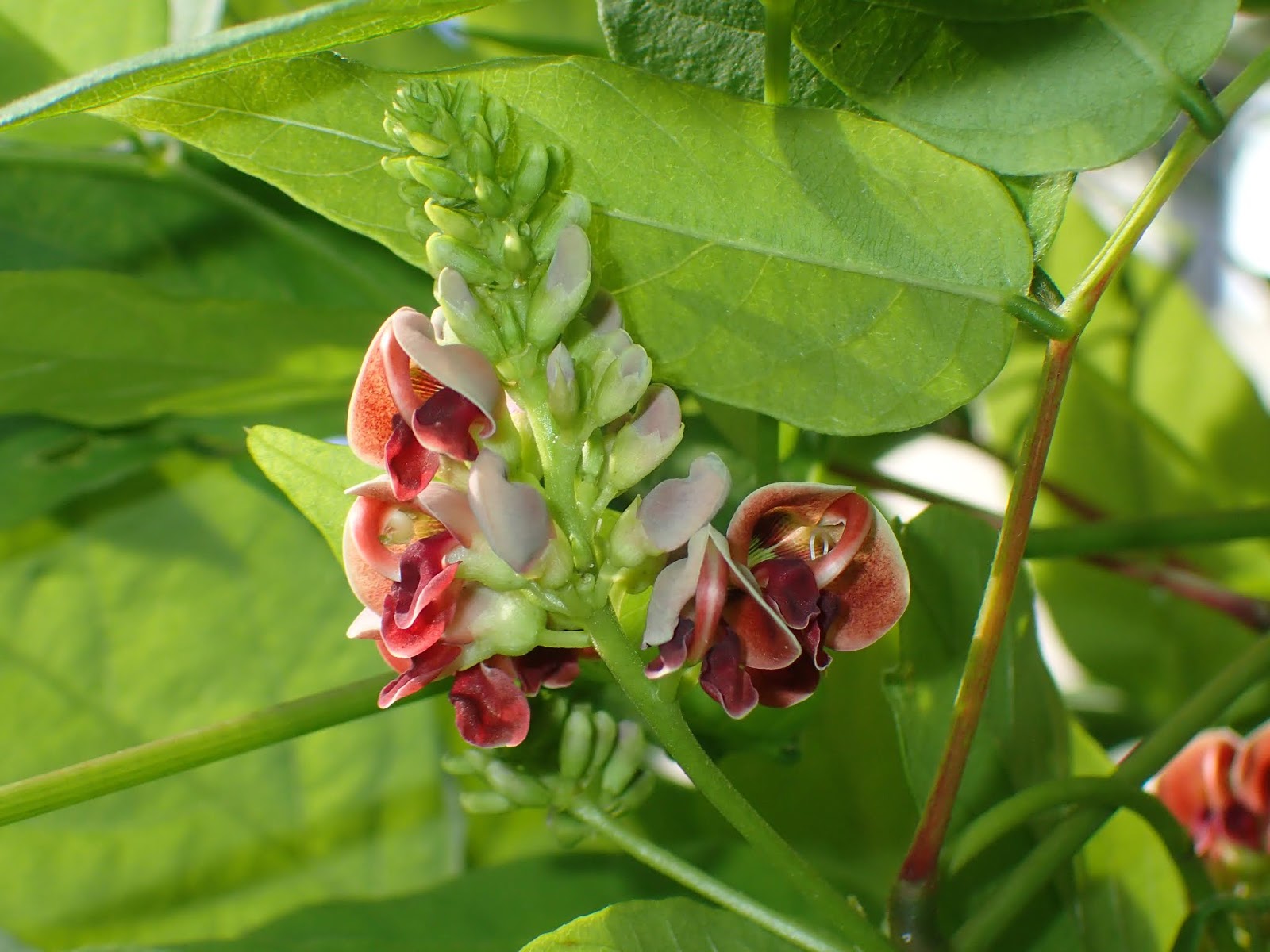 Scirpidiella's Plants: Groundnut species (Apios sp. div.) in flowers