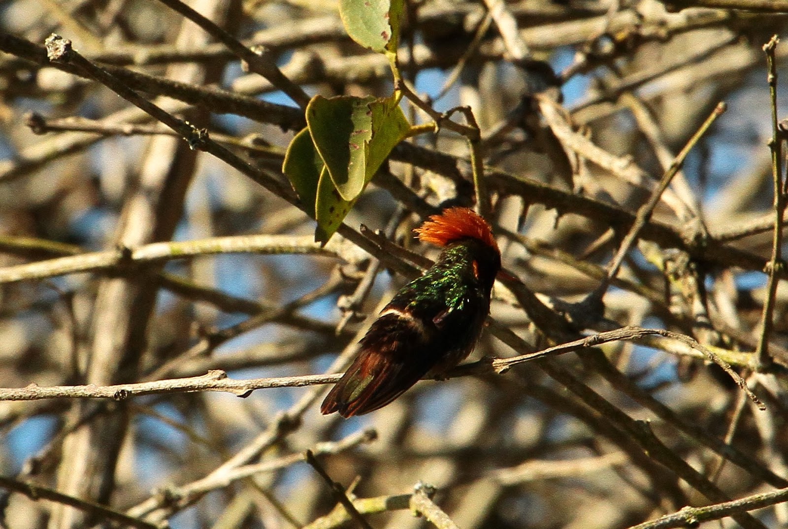 Nuestro bello mundo...: Spangled Coquette., Lophornis stictolophus ...