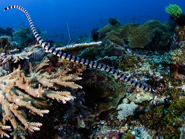 The Dive Shack Tides: Creature Feature: Banded Sea Krait
