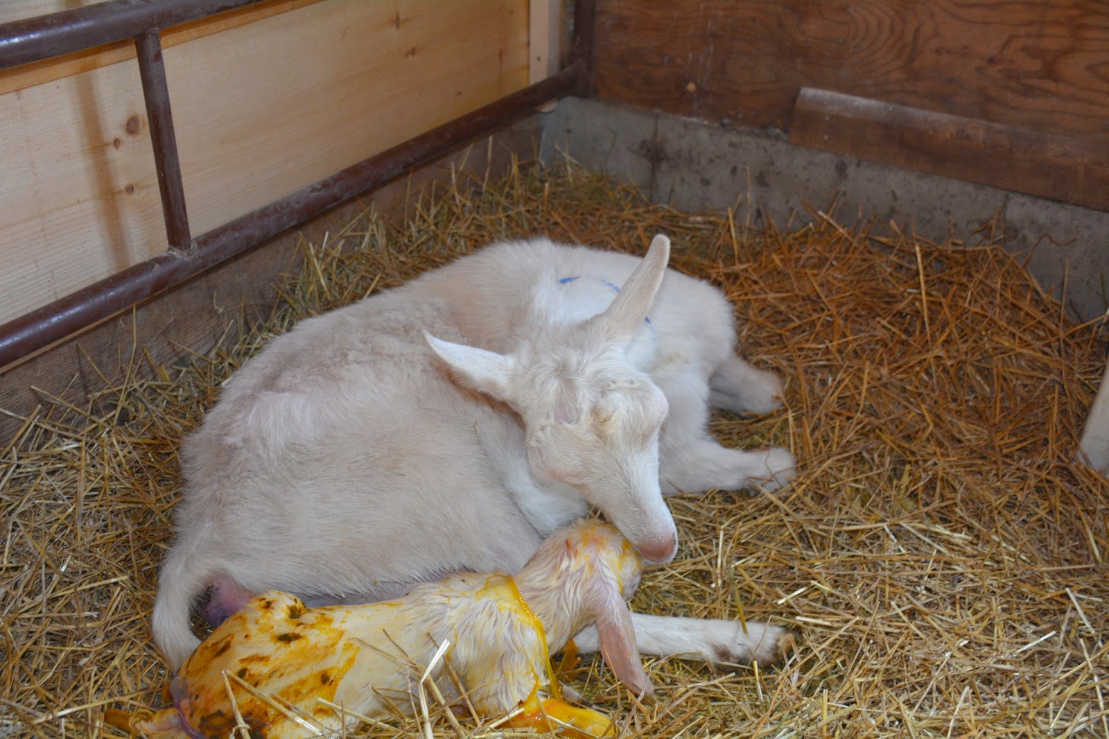 Farmer Peg: Steps Leading Up to a Goat Kidding