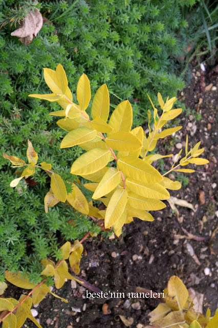Doğayı Keşfederken: En guzel agac yapragi yarismasi