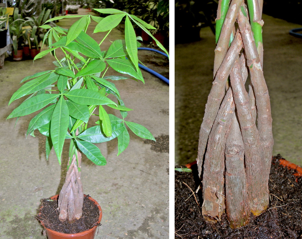 Viveros Vangarden: Pachira aquatica