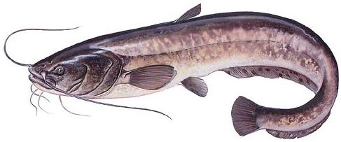 slatkovodna riba vrste