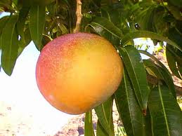 El mango y su ritual afrodisiaco | Comidas afrodisiacas