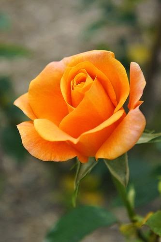 ~Rose Remy Martin~ - Flowers Gardens