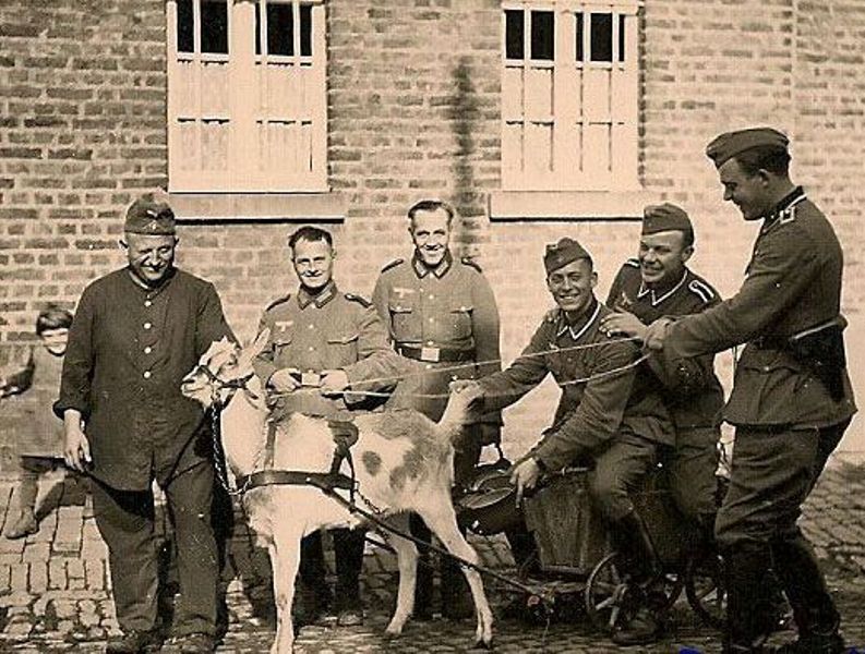NAZI JERMAN: Foto Kambing (Bock) dan Domba (Schaf)