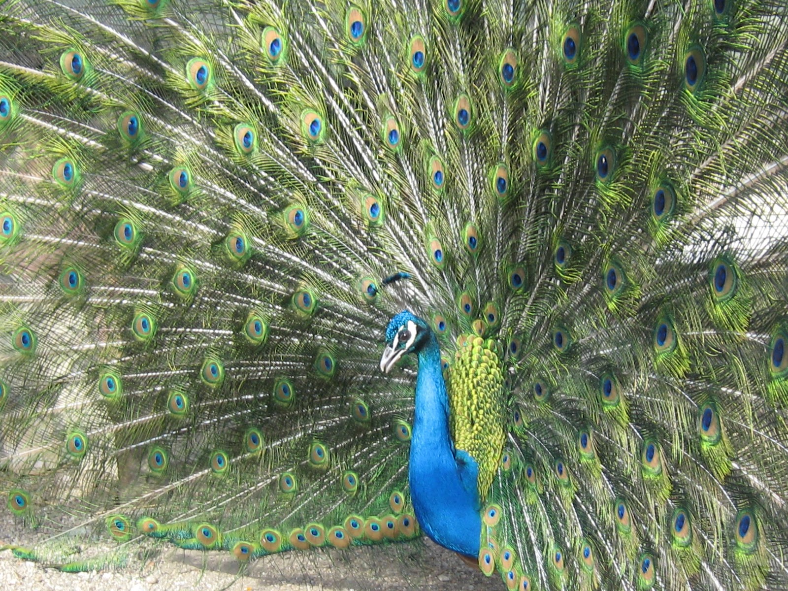 Animals in Skopje ZOO: Peacock: Queen of the birds in Skopje ZOO