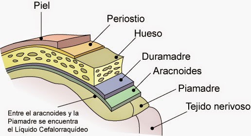 Ciencias de Joseleg: Las meninges