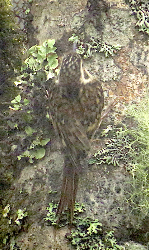 Birdernaturalist: In Search of Nepal's Red Panda