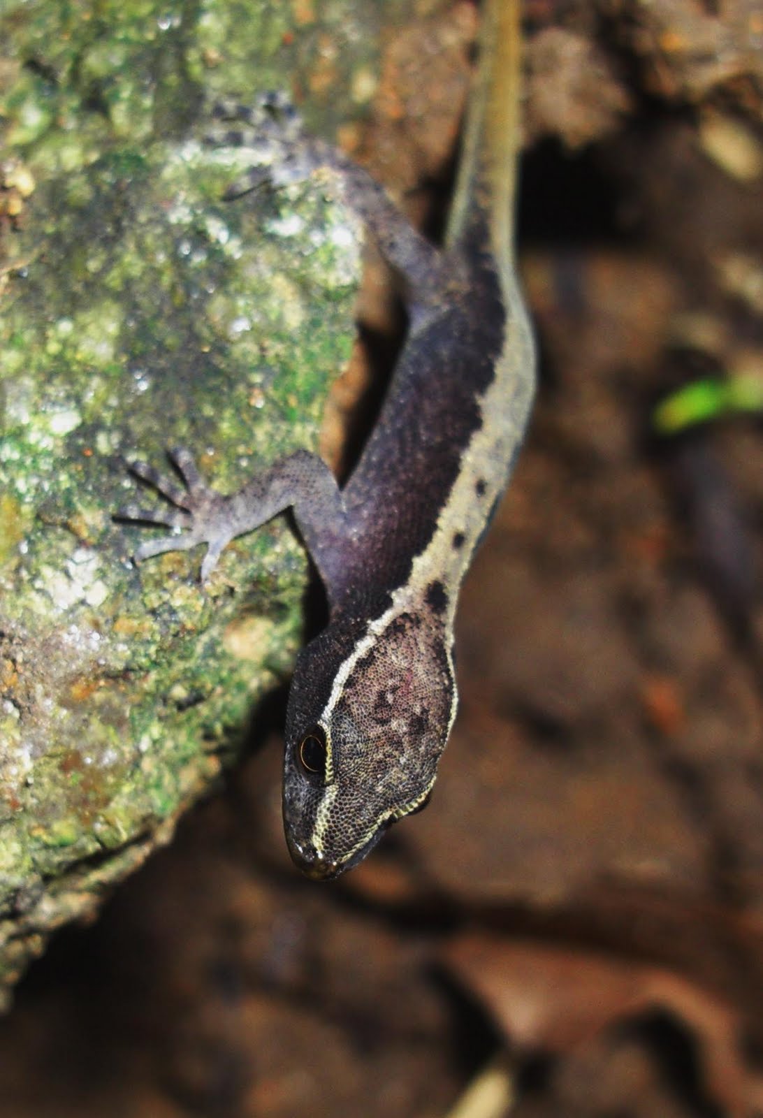 Photography & Me: A Colourful Little Gecko