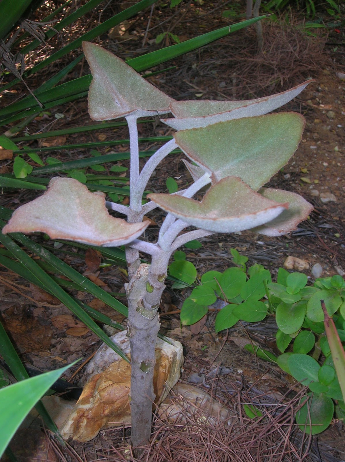 Recregarden: KALANCHOE BEHARENSIS
