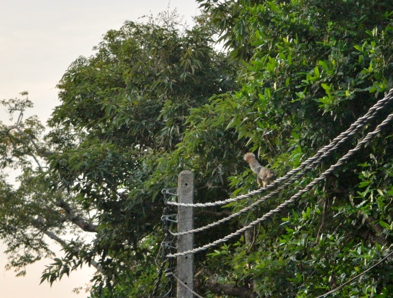 philipveerasingam: 'Dhandu Lena' S, 'Mara Anil' T, Sithulpawwa, Sri Lanka.
