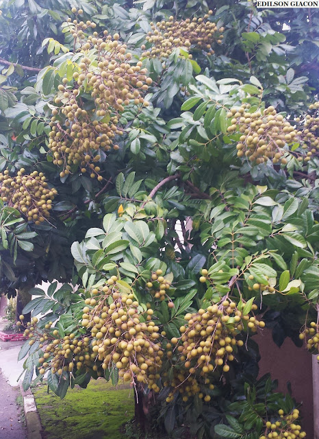 Viveiro Ciprest - Plantas Nativas e Exóticas: Longana ou Lichia Branca ...